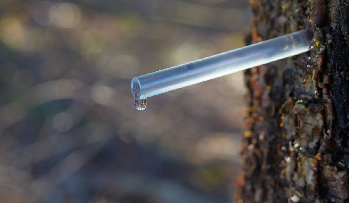 Woda z brzozy - czy warto ją pić? - ohmydaily.pl